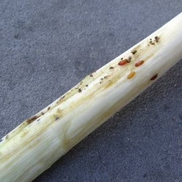 Insectengaas: biologische bescherming voor jouw moestuin - Gardeners World