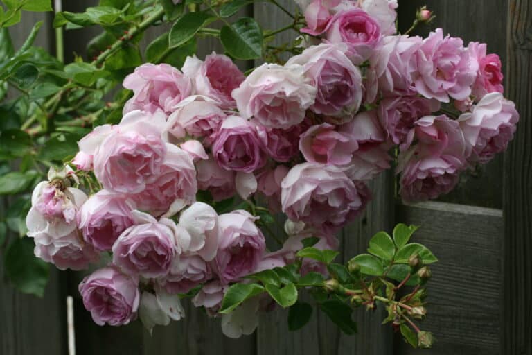 Biologische rozen: dit zijn onze favorieten - Gardeners World