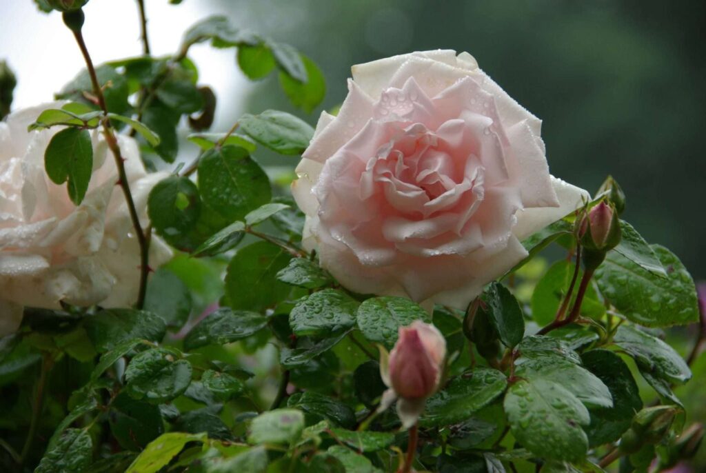 Dit zijn onze favoriete biologische rozen - Gardeners World