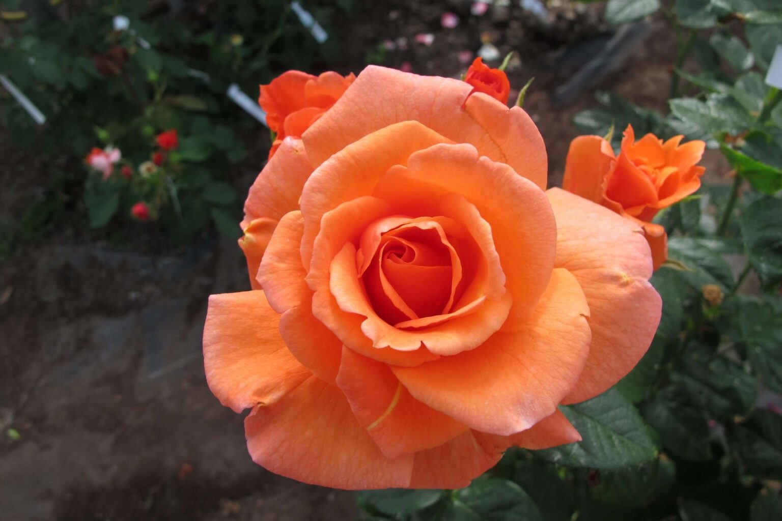 Biologische rozen: dit zijn onze favorieten - Gardeners World