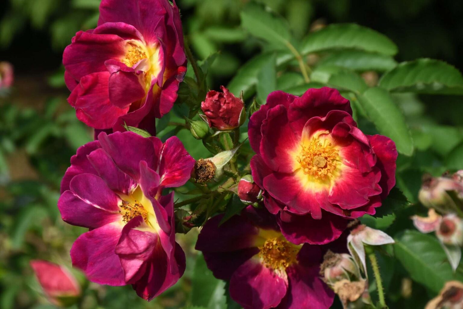 Dit zijn onze favoriete biologische rozen - Gardeners World