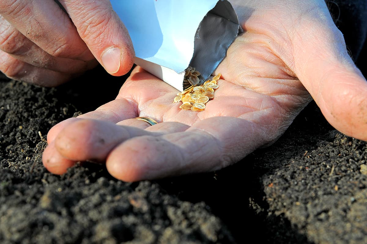 Zaden zaaien: 6 tips voor het zaaien van elke plant - Gardeners World