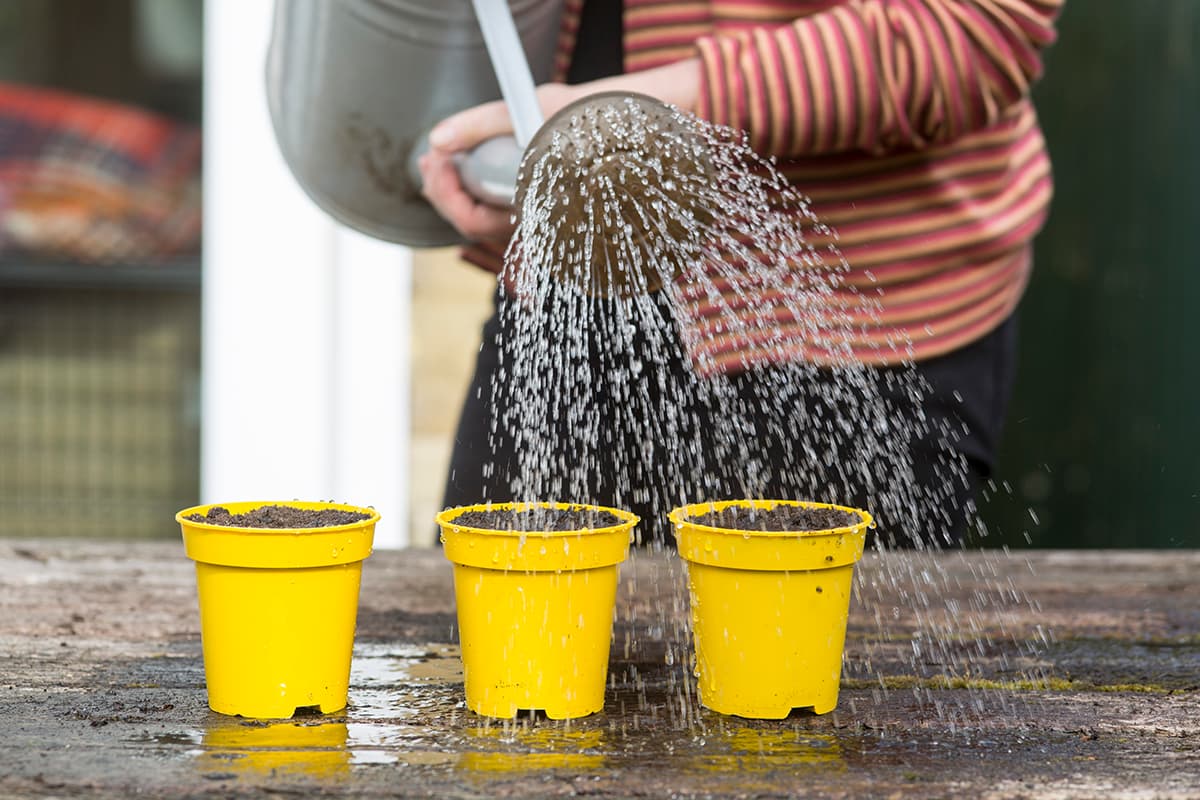 Zaden zaaien: 6 tips voor het zaaien van elke plant - Gardeners World