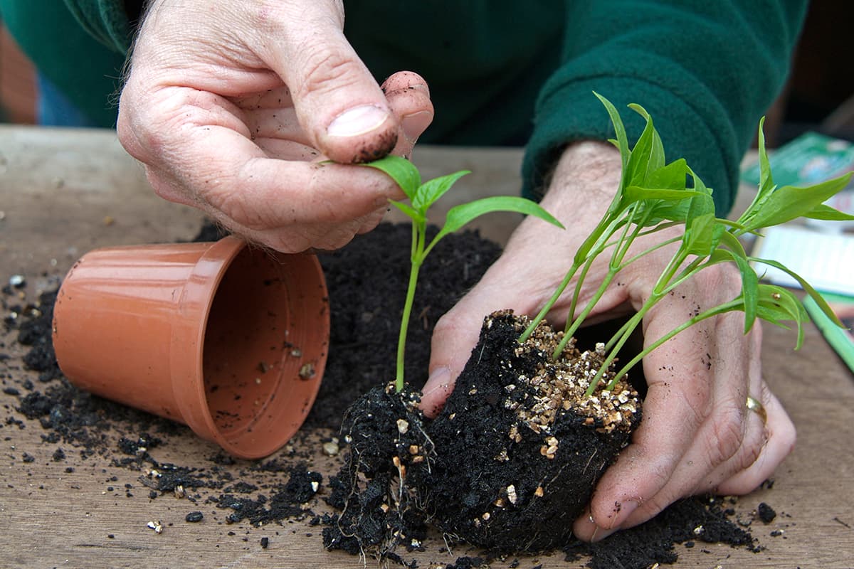 Zaden zaaien: 6 tips voor het zaaien van elke plant - Gardeners World