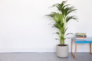 Niet giftige kamerplanten voor katten: deze soorten zijn veilig - Gardeners World