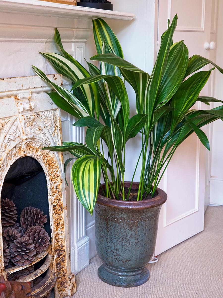 Niet giftige kamerplanten voor katten: deze soorten zijn veilig ...