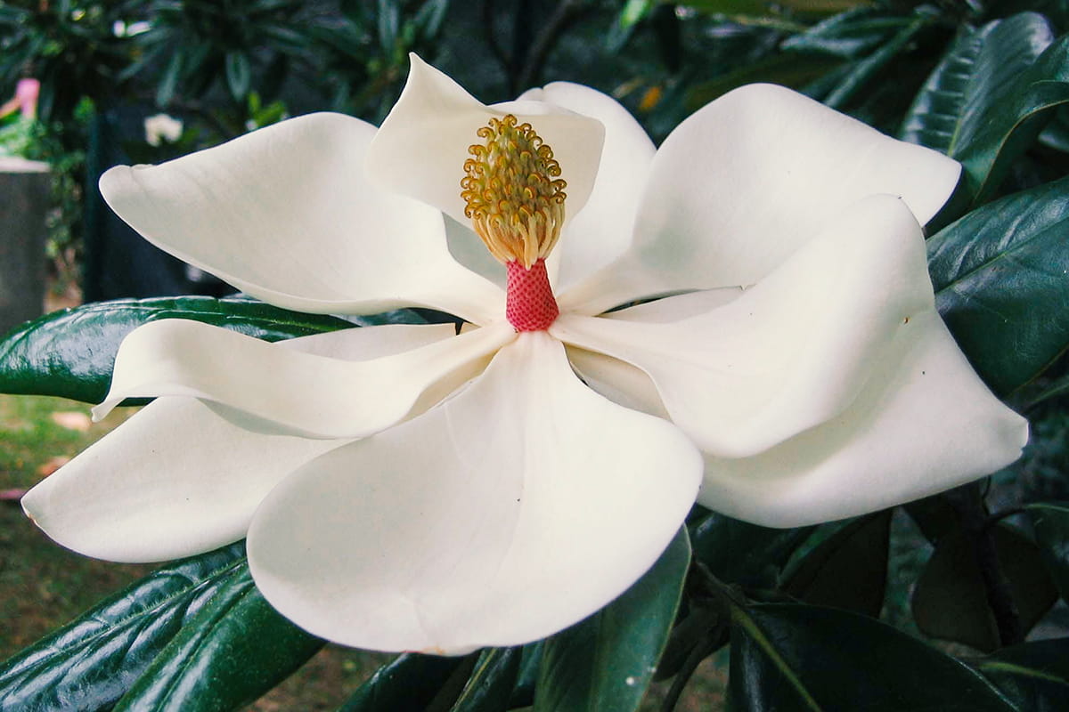 Deze magnolia soorten zijn een sieraad voor elke tuin - Gardeners World