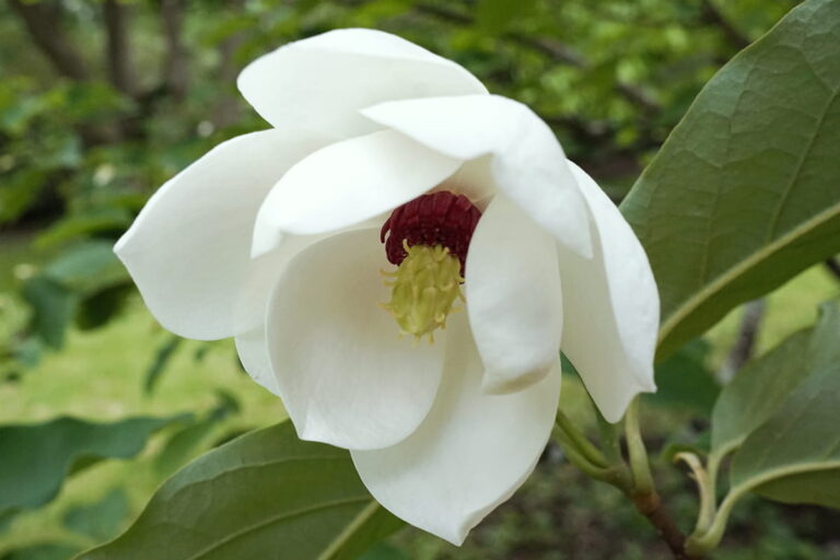 Deze magnolia soorten zijn een sieraad voor elke tuin - Gardeners World