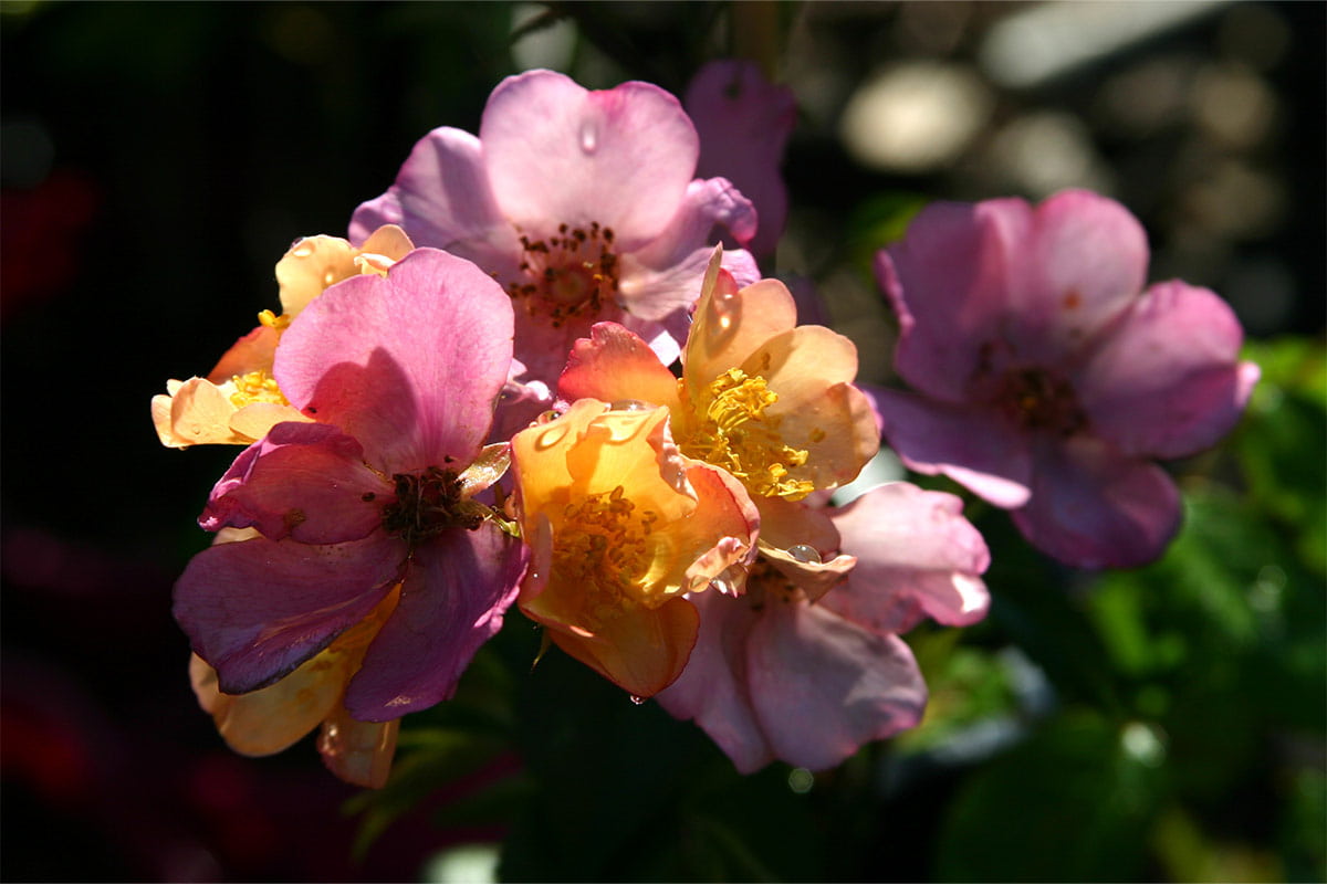 Winactie voor het Zin in de Zomer-weekend op 4 en 5 mei bij Arborealis ...