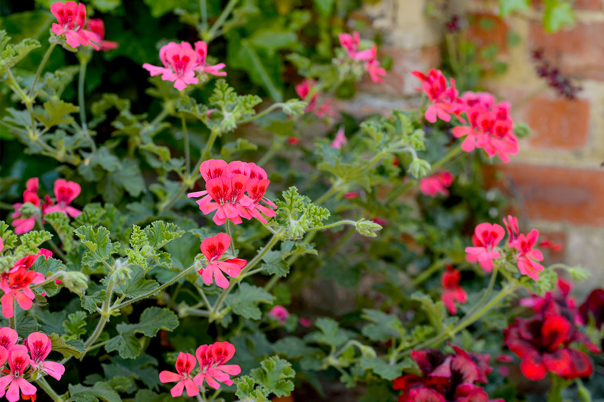 Geranium, Pelargonium? Dit zijn de belangrijkste verschillen ...