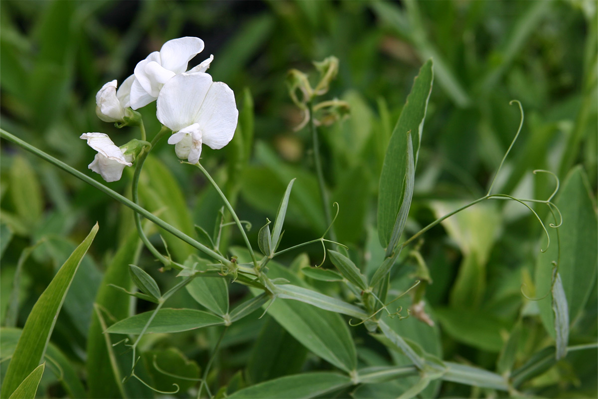 Gardeners' World lentekorting: klimplanten van Arborealis - Gardeners World