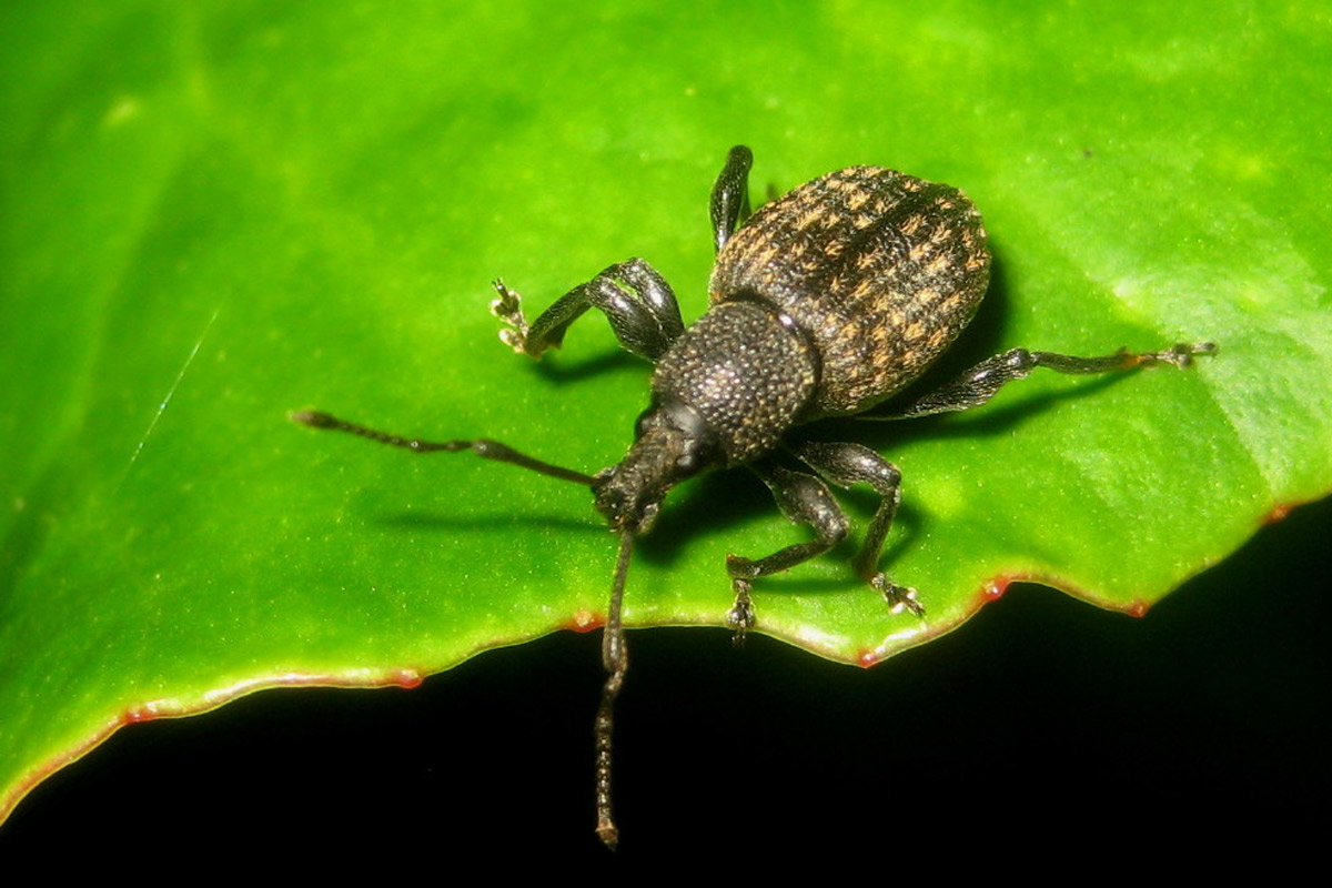 Taxuskever bestrijden zonder gif: zo doe je dat - Gardeners World
