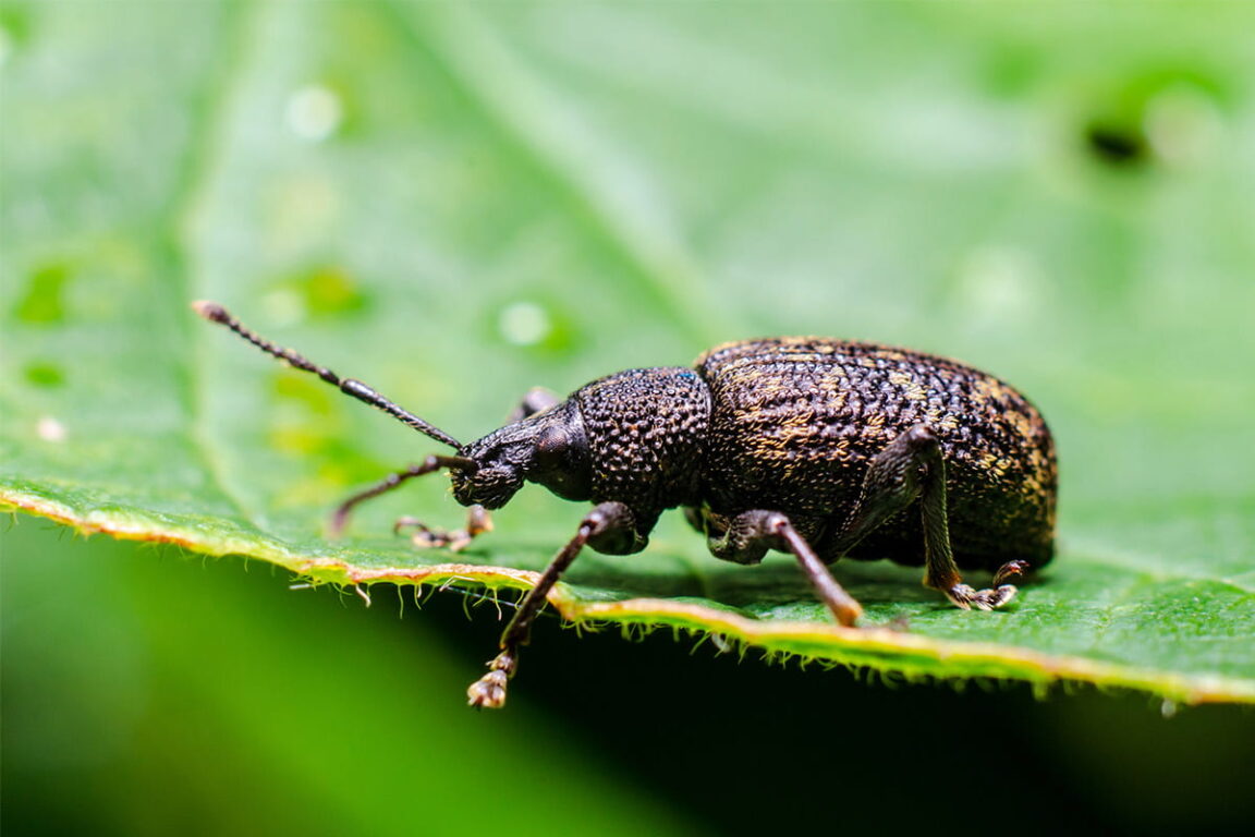 Taxuskever bestrijden zonder gif: zo doe je dat - Gardeners World