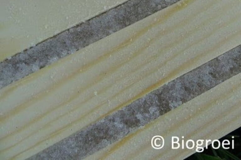 Taxuskever bestrijden zonder gif: zo doe je dat - Gardeners World