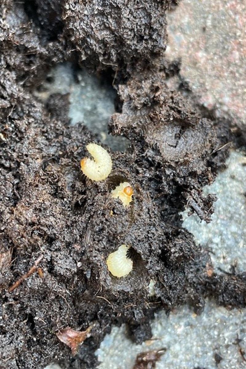 Taxuskever bestrijden zonder gif: zo doe je dat - Gardeners World