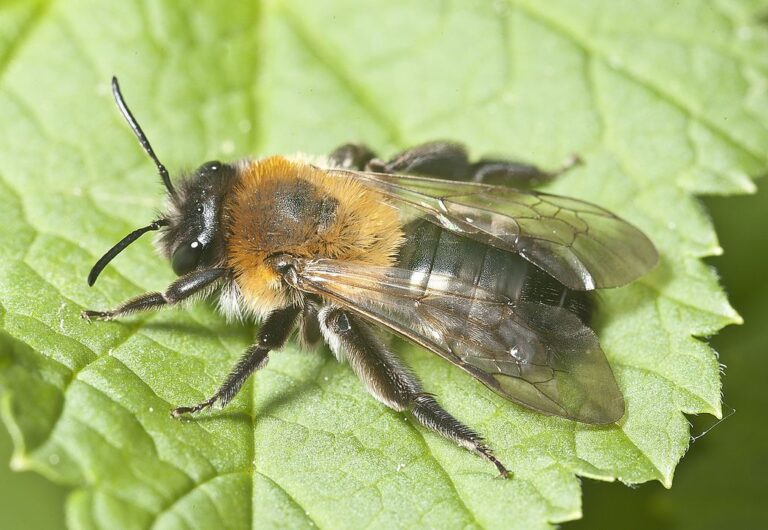 Bijensoorten herkennen: 8 bijen in jouw tuin (met tips!) - Gardeners World