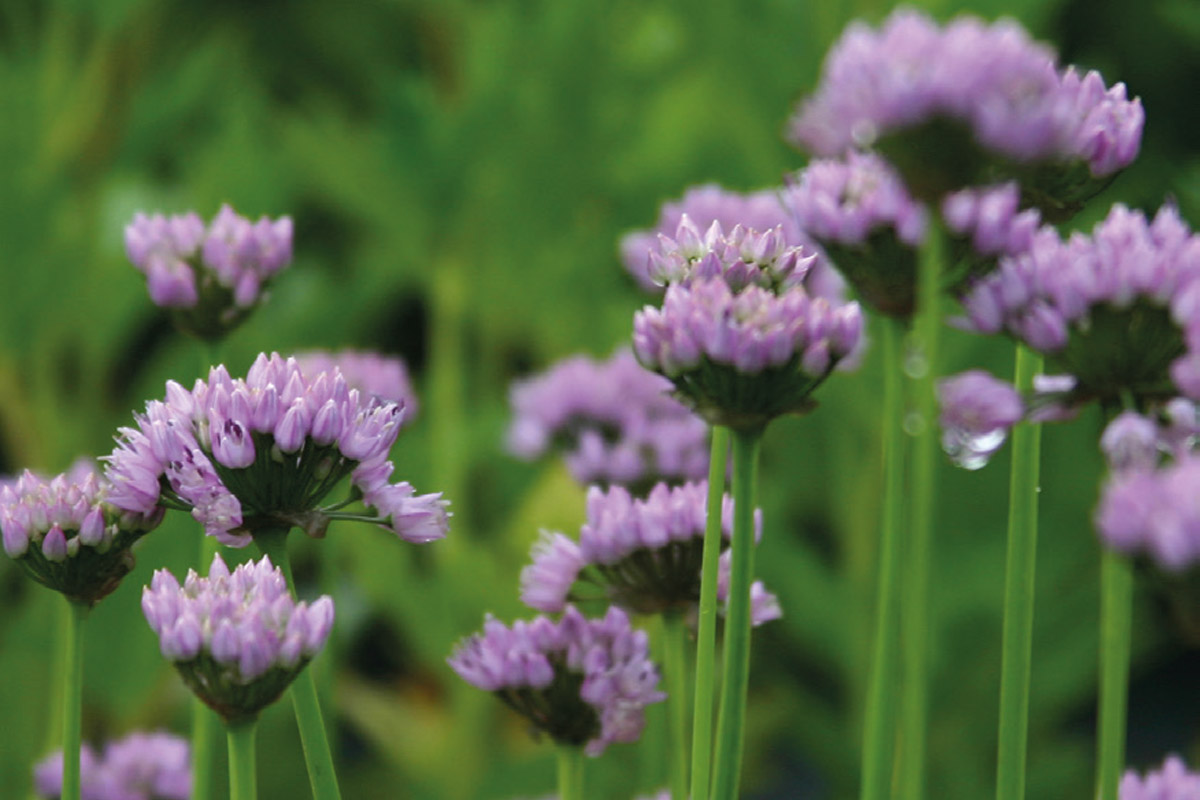 Het Zin in de Zomer-weekend van Arborealis komt eraan! - Gardeners World