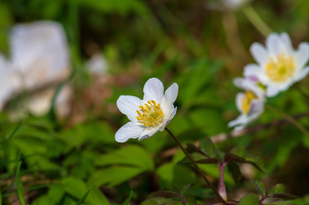 Inheemse plant: bosanemoon (Anemone nemorosa) - Gardeners World