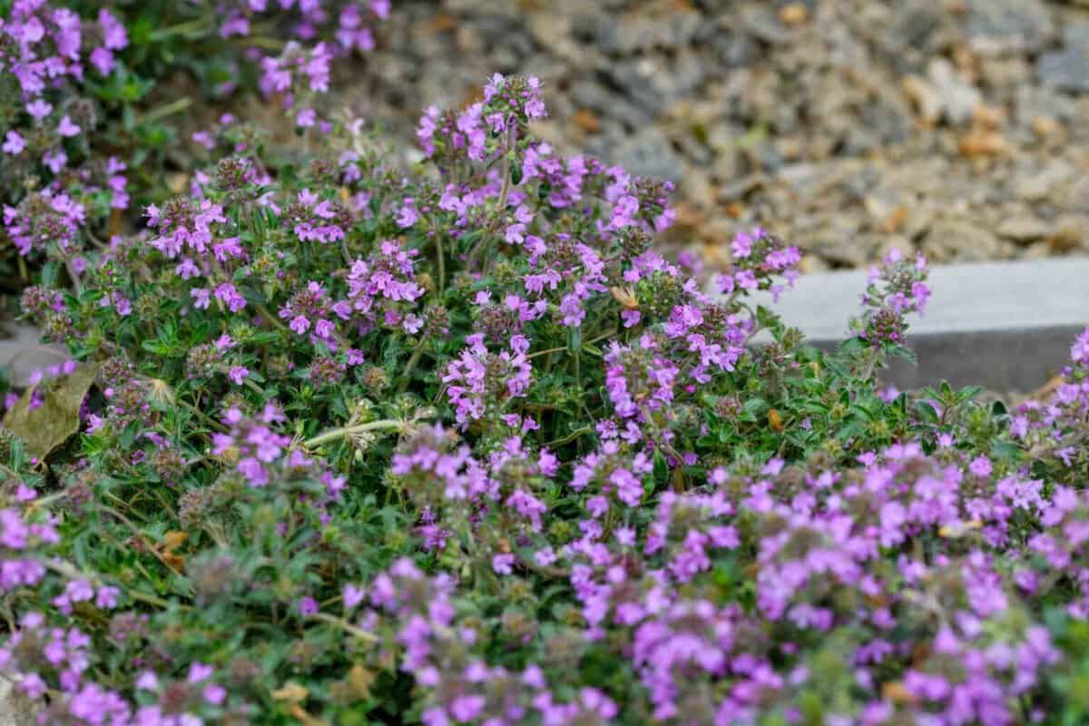 Top 10 sterke en vaste planten voor borders in de zon - Gardeners World