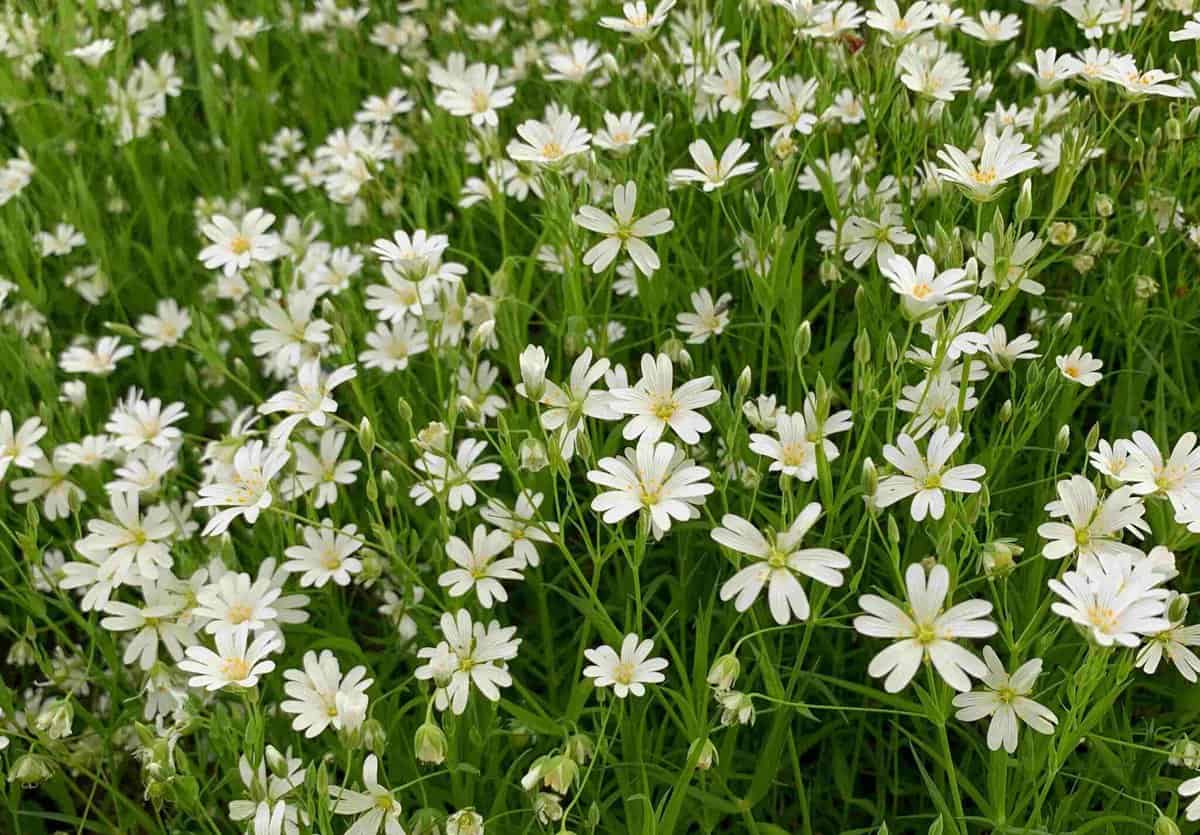 Inheemse plant: grote muur (Stellaria holostea) - Gardeners World
