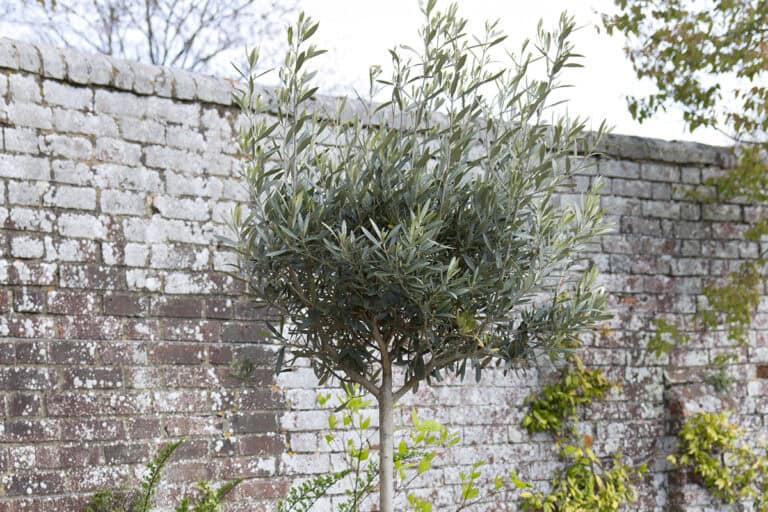 Olijfboom snoeien: hoe en wanneer doe je dat? - Gardeners World