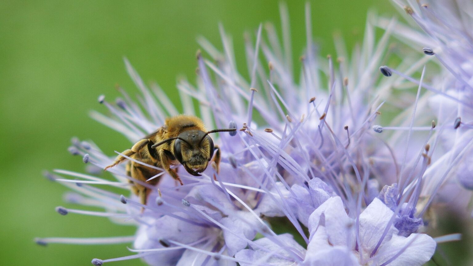 Bijensoorten herkennen: 8 bijen in jouw tuin (met tips!) - Gardeners World