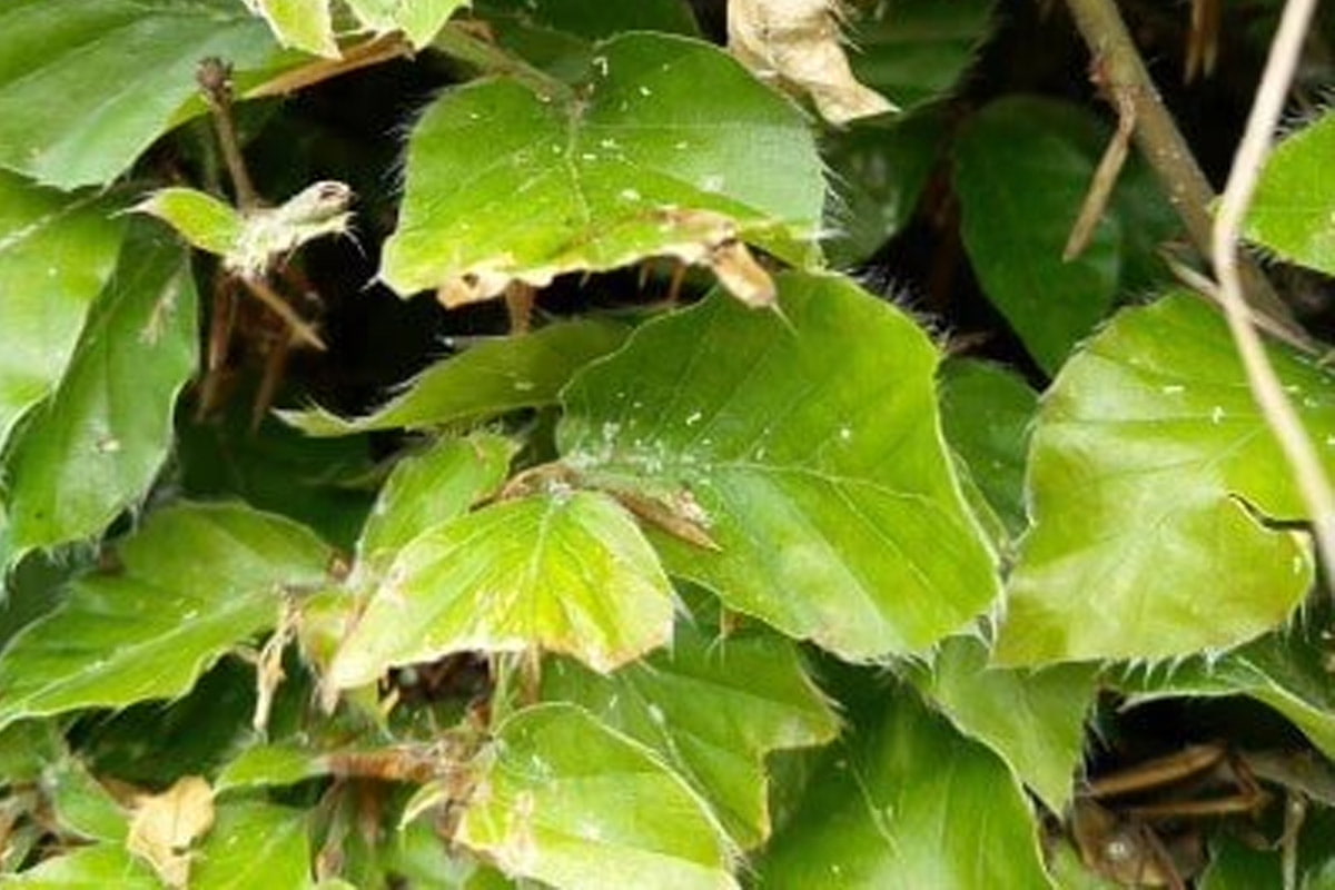 Beuk of beukenhaag: herkennen, onderhouden, aanplanten en meer ...