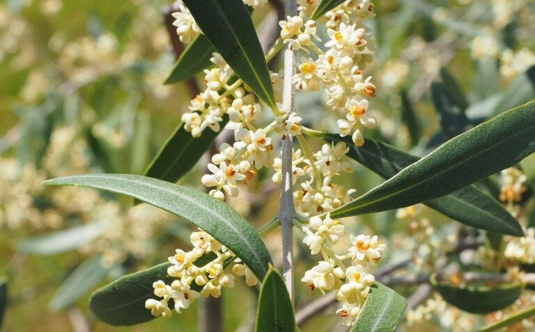 Olijfboom snoeien: hoe en wanneer doe je dat? - Gardeners World