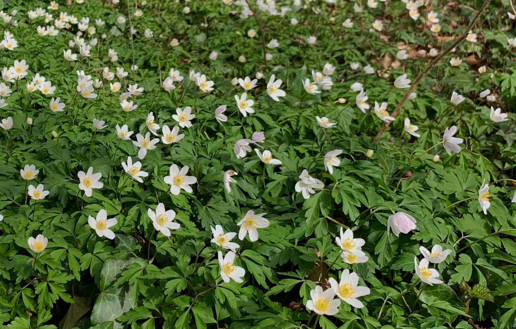 Inheemse plant: bosanemoon (Anemone nemorosa) - Gardeners World