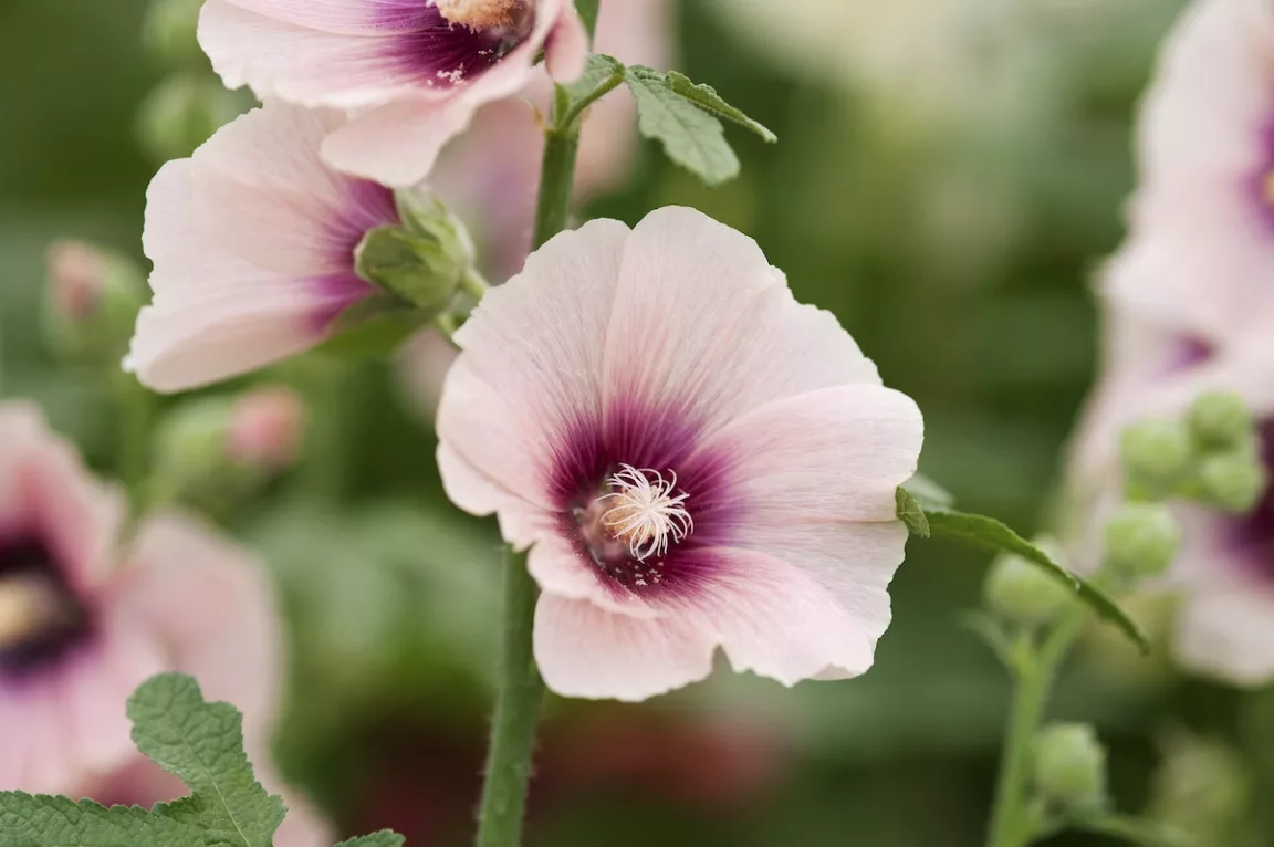 Stokroos (Alcea rosea) - Planten, verzorgen en meer - Gardeners World