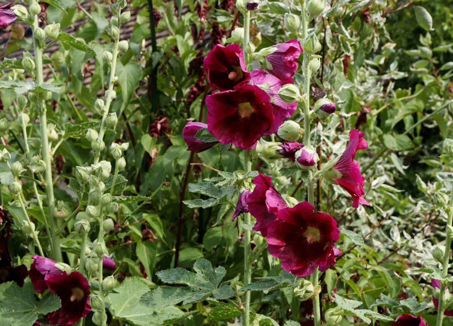 Stokroos (Alcea rosea) - Planten, verzorgen en meer - Gardeners World