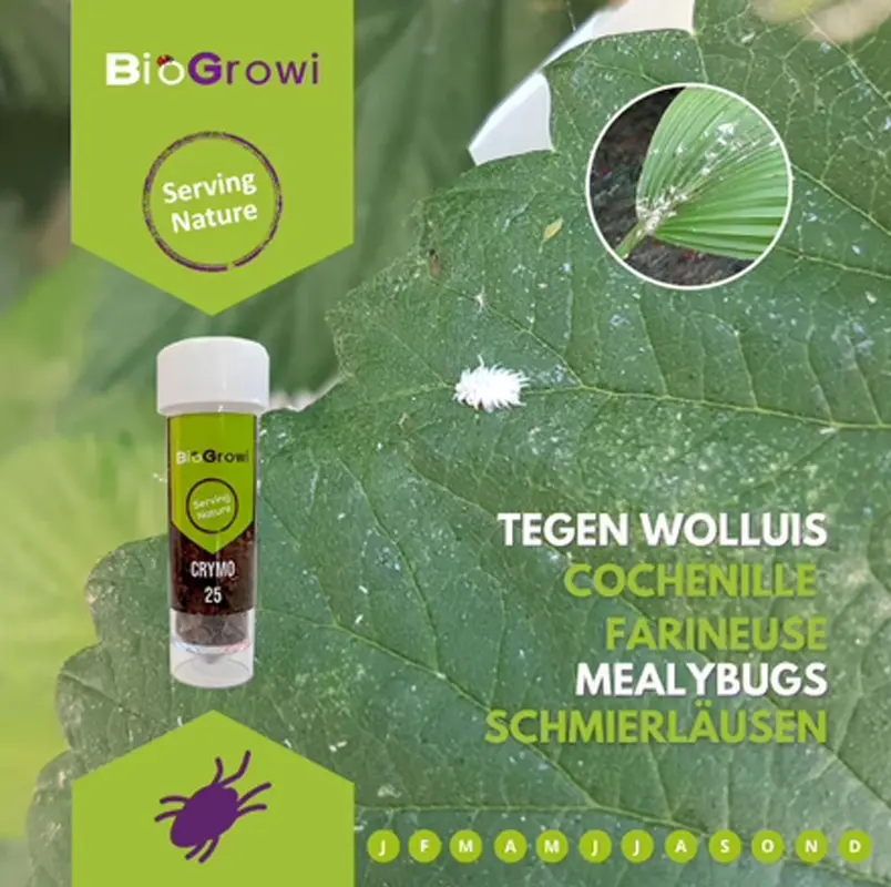 Wolluis bestrijden zonder gif: zo help je jouw planten - Gardeners World
