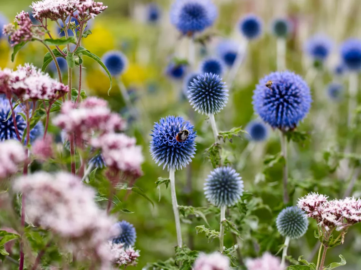 Top 10 sterke en vaste planten voor borders in de zon - Gardeners World