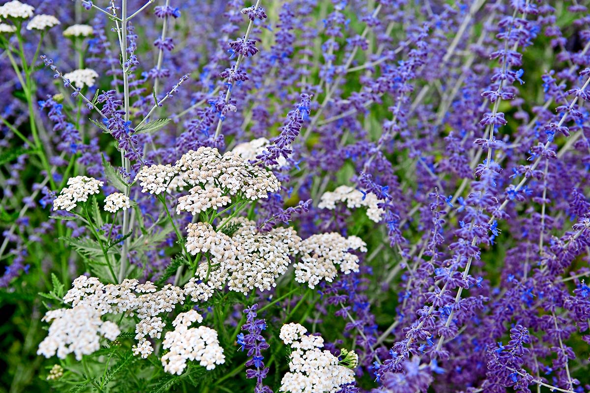 Top-29 planten met paarse bloemen voor je tuin - Gardeners World