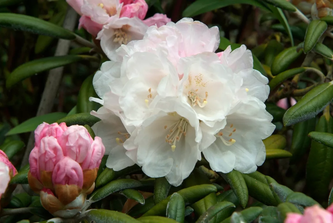 Rhododendron planten, verzorgen en vermeerderen - Gardeners World