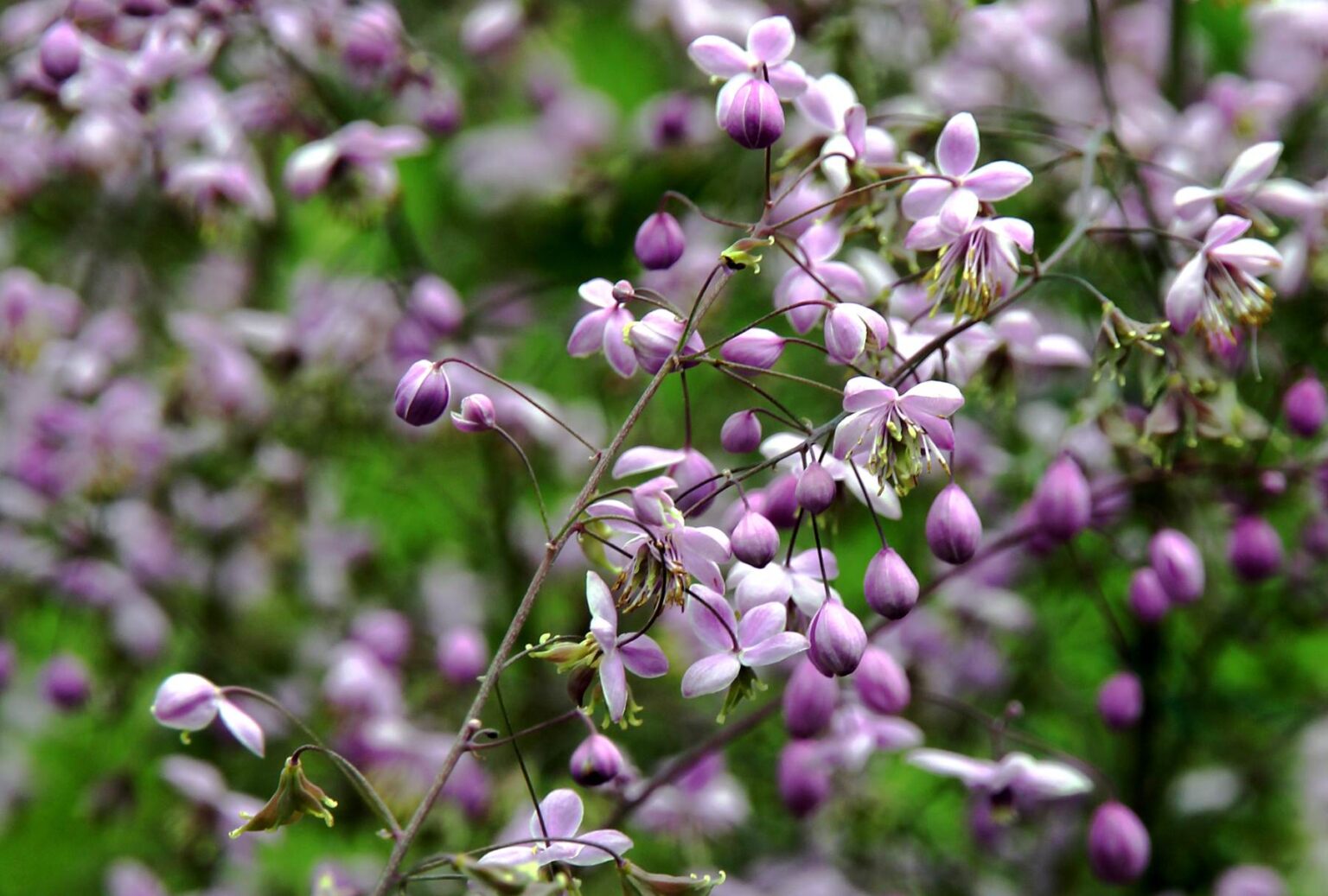 Top 29 planten met paarse bloemen voor in de tuin - Gardeners World