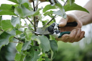 Appelboom snoeien: wanneer en hoe doe je dat? - Gardeners World
