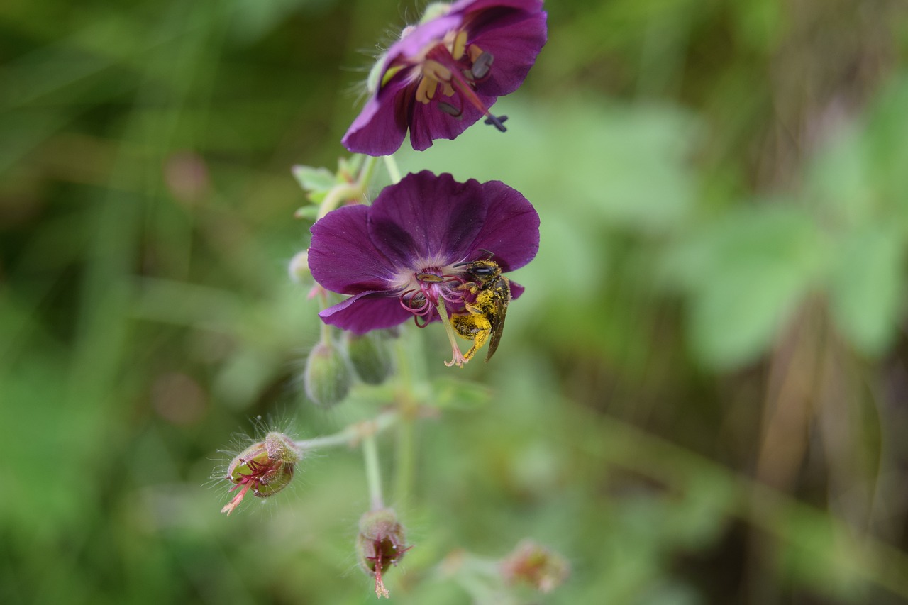 Top-29 planten met paarse bloemen voor je tuin - Gardeners World