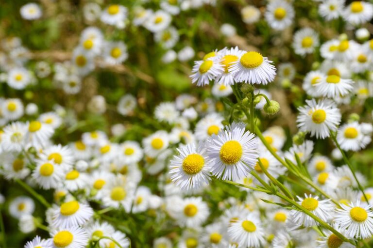 Top 10 sterke en vaste planten voor borders in de zon - Gardeners World