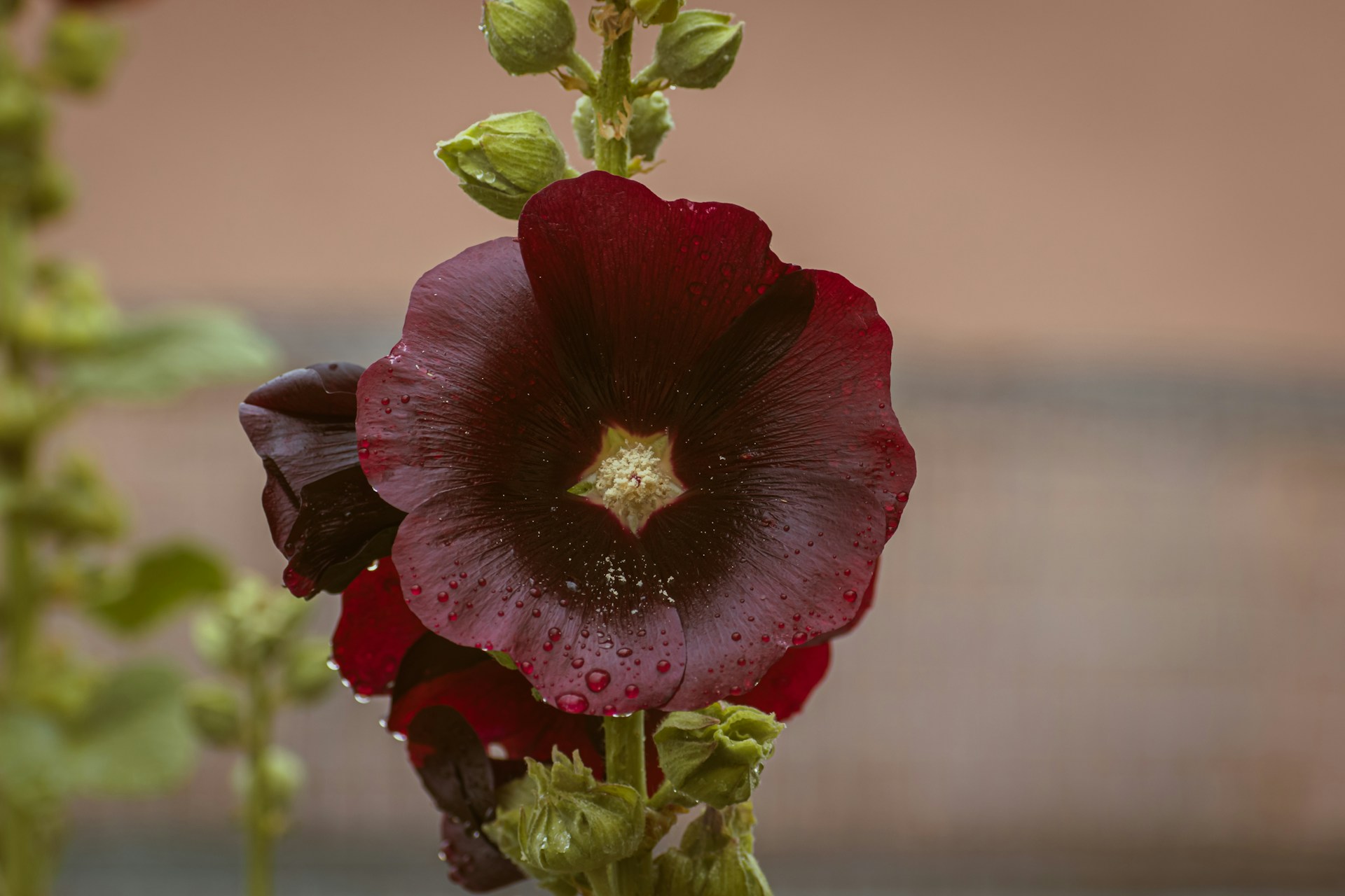 Stokroos (Alcea rosea) - Planten, verzorgen en meer - Gardeners World