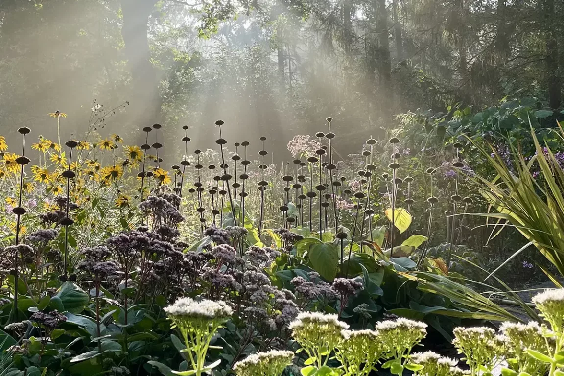 Deze vaste planten voor de tuin zijn mooi én natuurvriendelijk ...