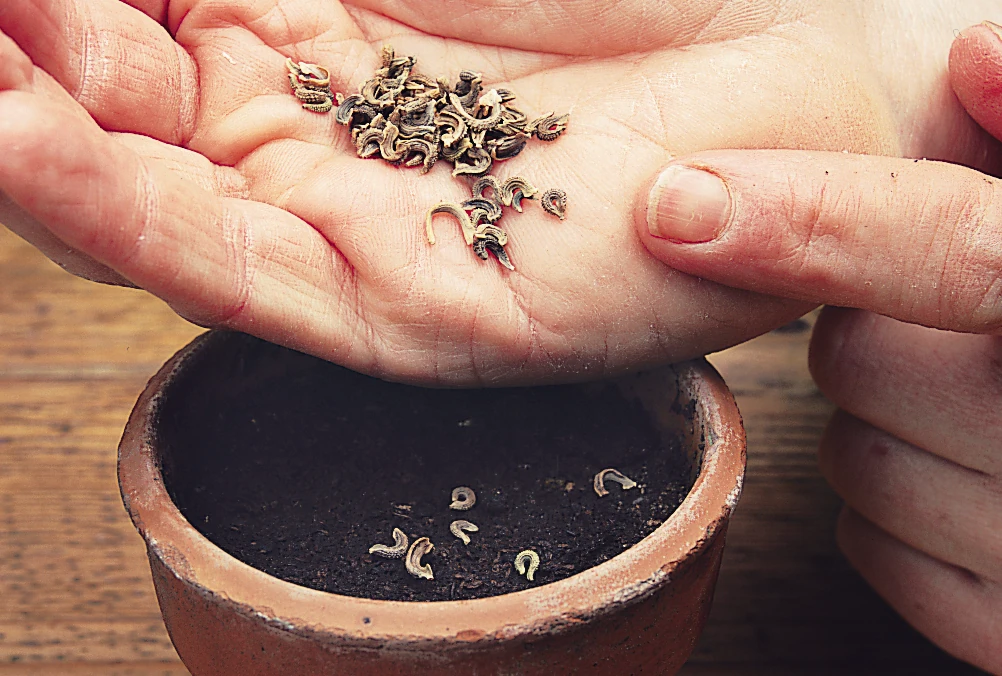 Afrikaantjes (Tagetes) zaaien: wanneer en hoe doe je dat? - Gardeners World