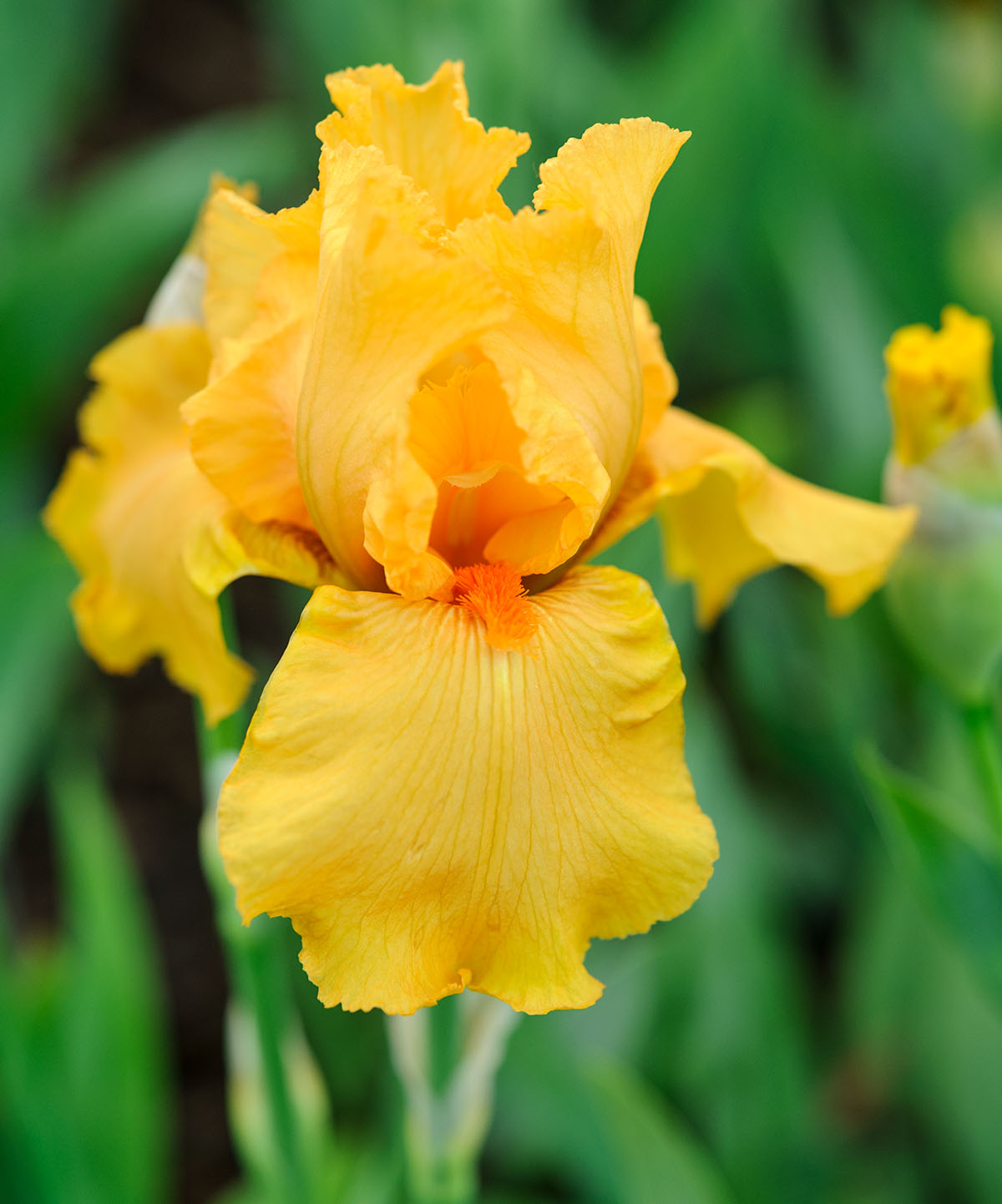 Top 22 planten met oranje bloemen voor in de tuin - Gardeners World