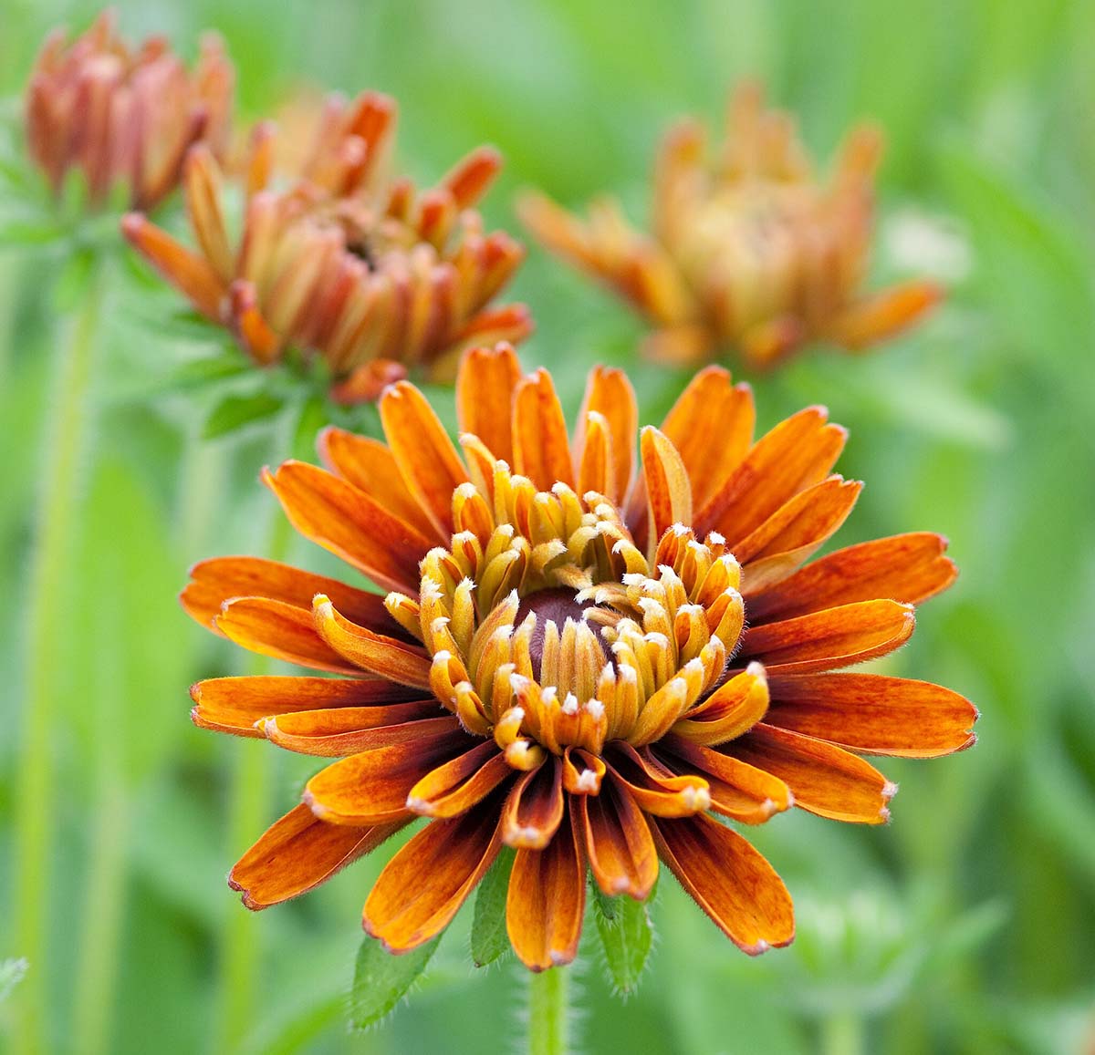 Top 22 planten met oranje bloemen voor in de tuin - Gardeners World