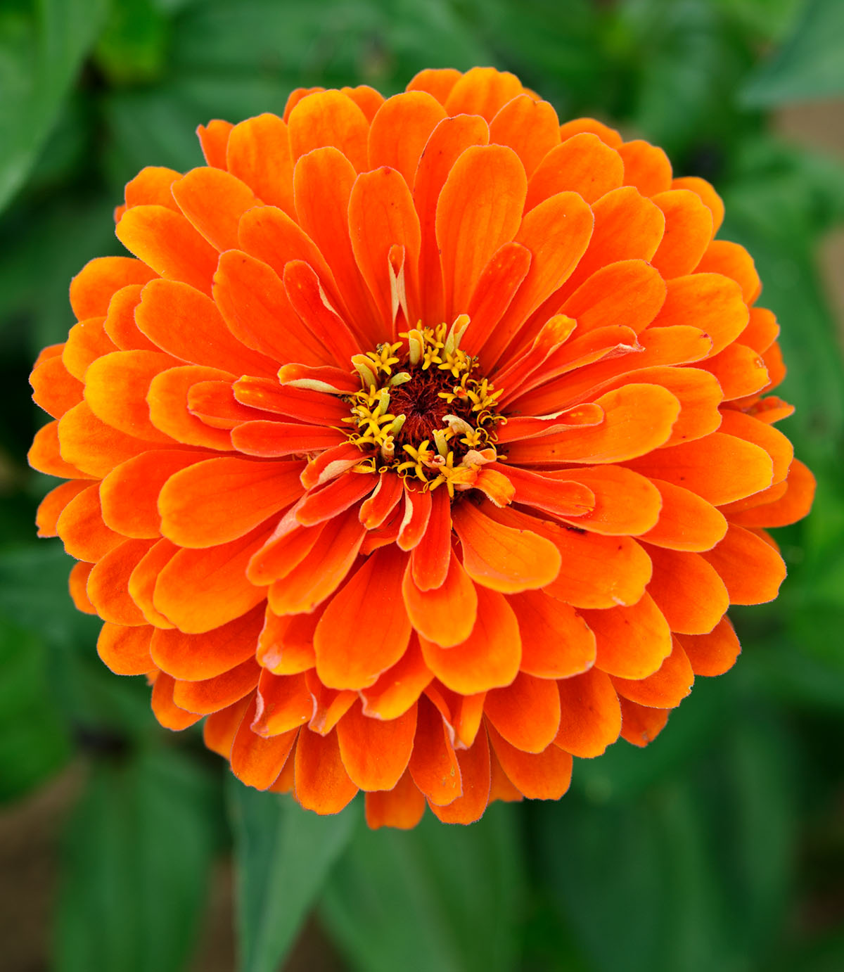 Top 22 planten met oranje bloemen voor in de tuin - Gardeners World