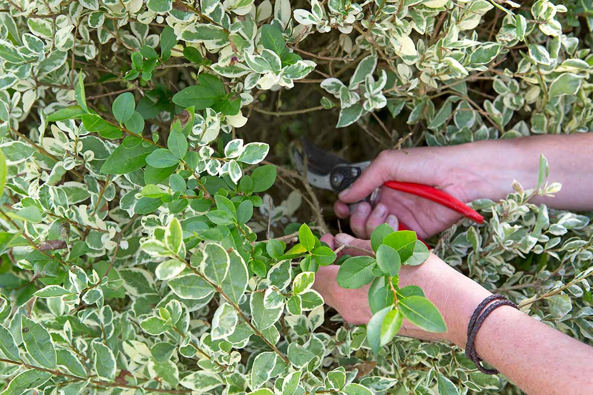 Liguster snoeien: wanneer en hoe doe je dat? - Gardeners World