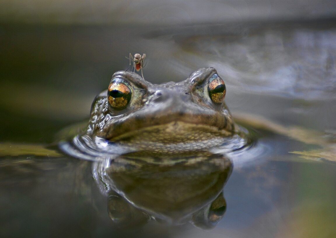 Muggen in je tuin voorkomen? Dan moet je nu al ingrijpen! - Gardeners World