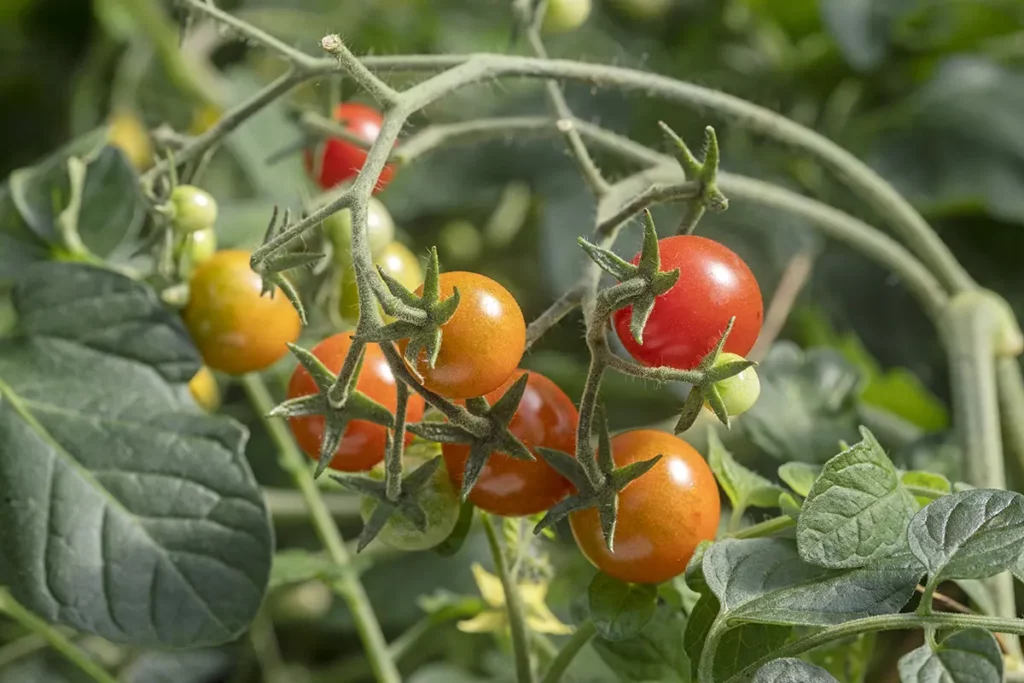 Tomaten Zaaien Voor Beginners Volg Dit Stappenplan Gardeners World