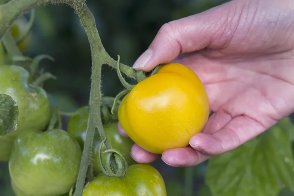 De Tuin In Juli Week 30 Vergeet Deze Tuinklussen Niet Gardeners World