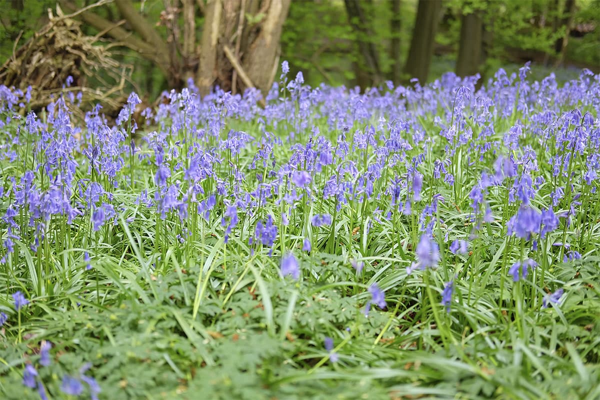 Top 23 planten met blauwe bloemen - Gardeners World